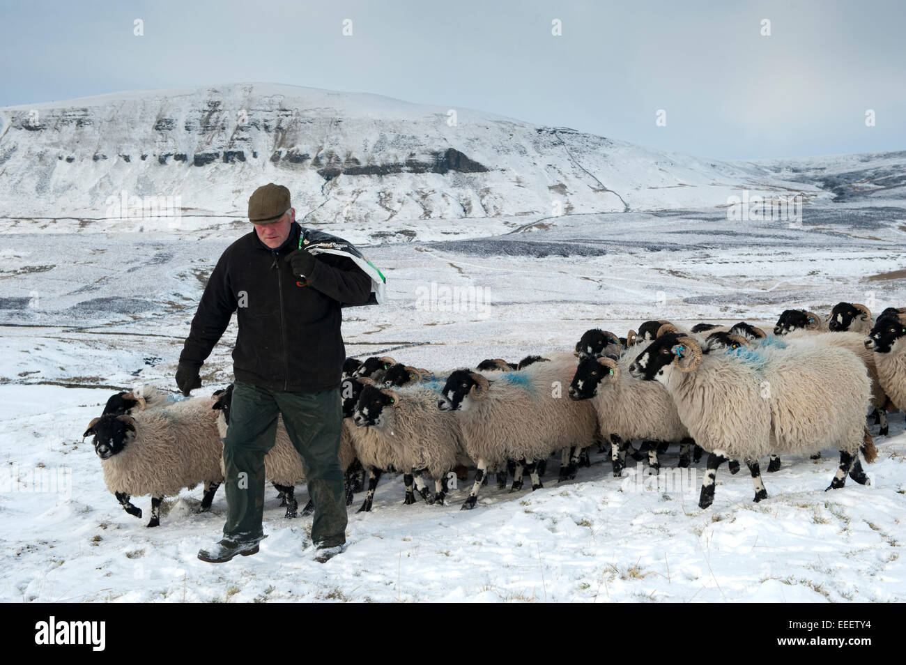 Sheep Following Shepherd High Resolution Stock Photography and Images ...