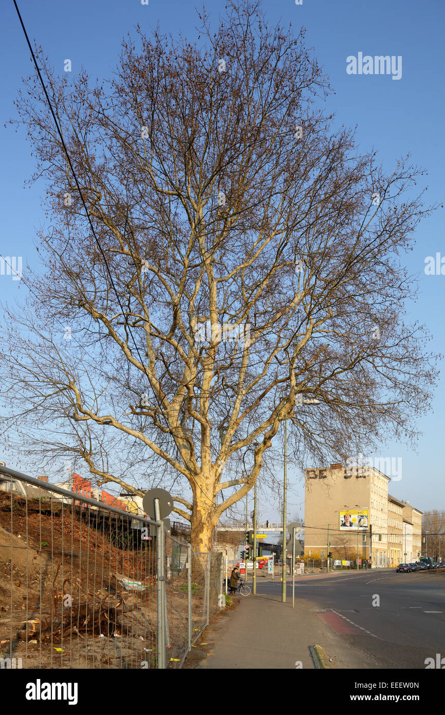 Leafless sycamore tree hi-res stock photography and images - Alamy