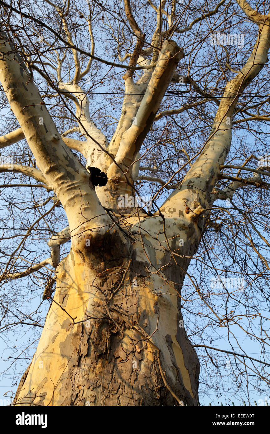 Berlin, Germany, a plane tree in the main street corner Karlshorster ...