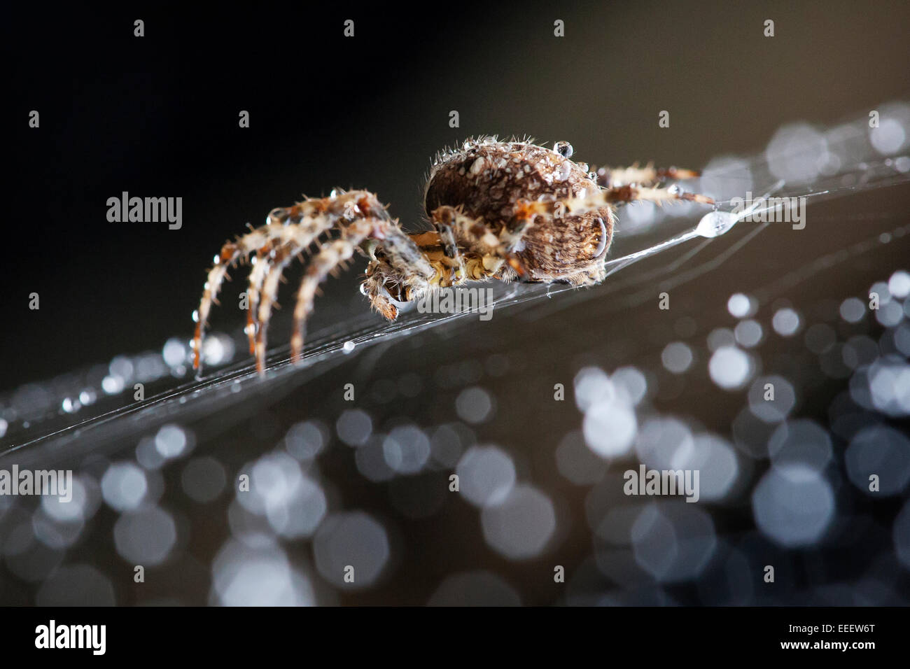 Picture of a spider hi-res stock photography and images - Alamy