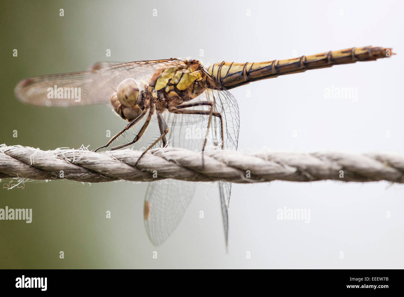 Dragonfly double wings hi-res stock photography and images - Alamy