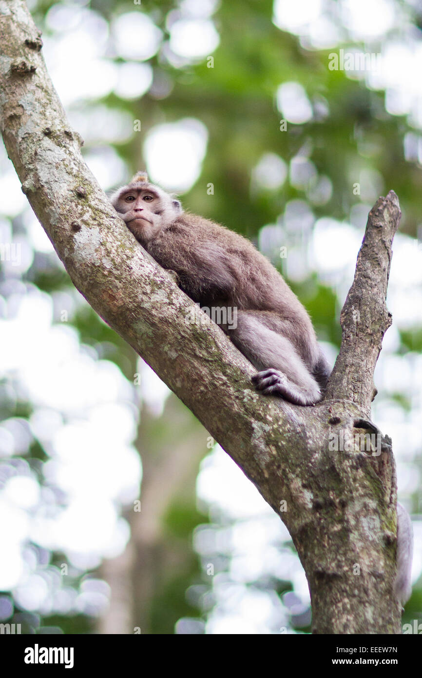 A Macaque monkey in Indonesia Stock Photo - Alamy