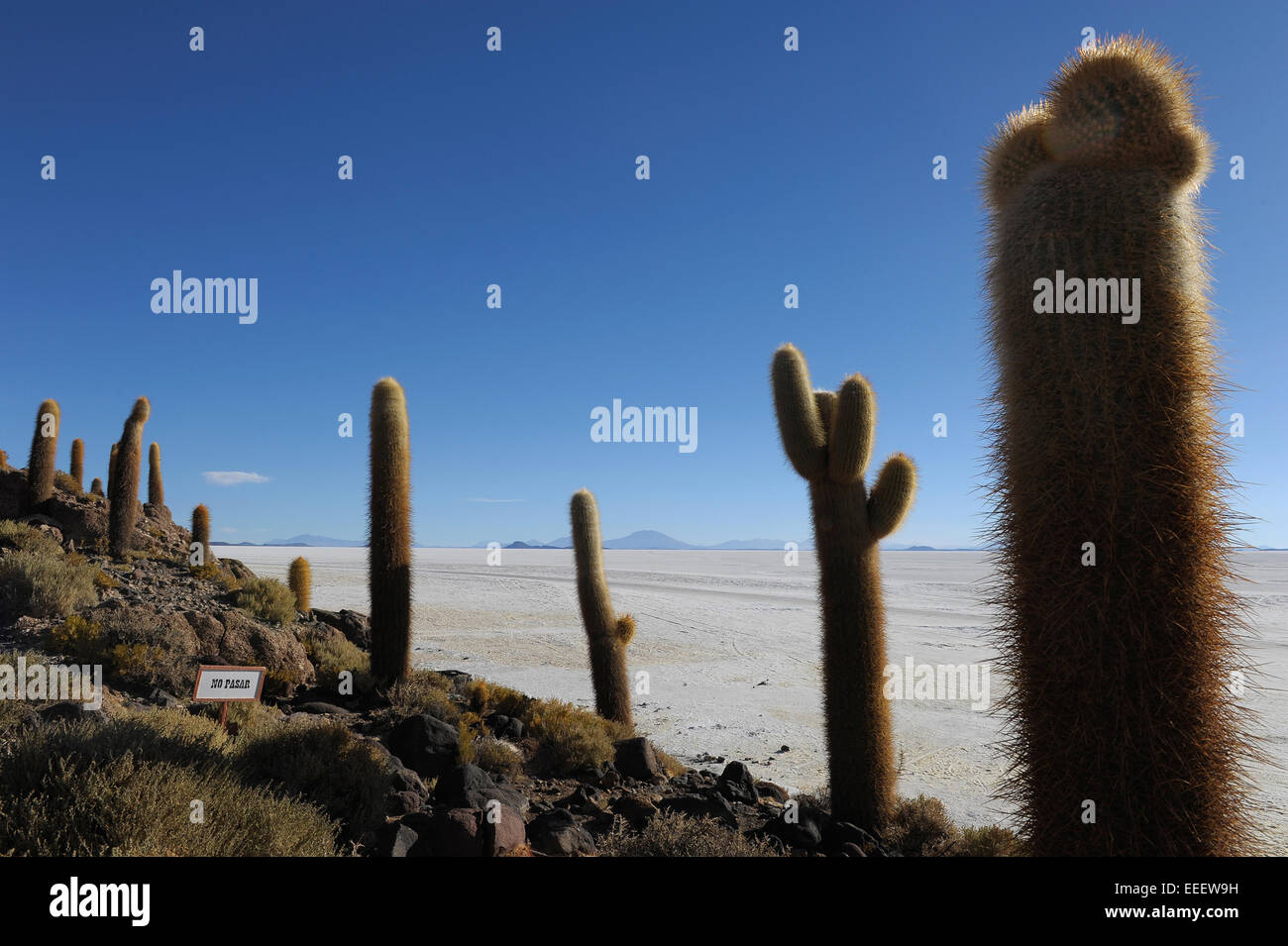 Giant cactus on an island in the middle of Bolivia's Salar de Uyuni ...