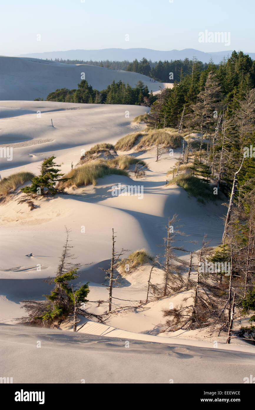 Sand dunes in Oregon Dunes National Recreation Area Stock Photo - Alamy
