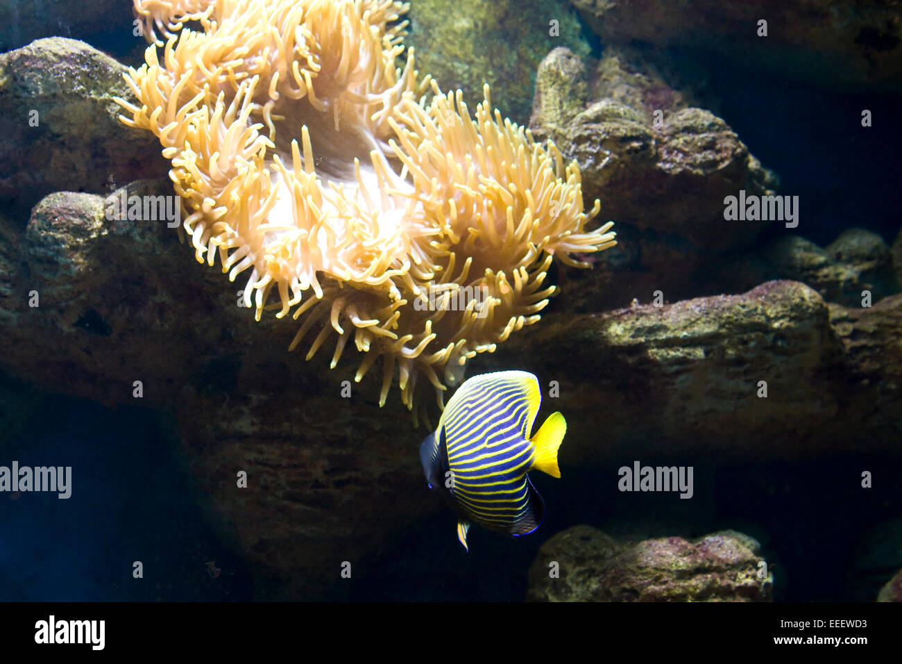 Fish-angel (fish-emperor), latin name Pomacanthus, and actinia (sea ...