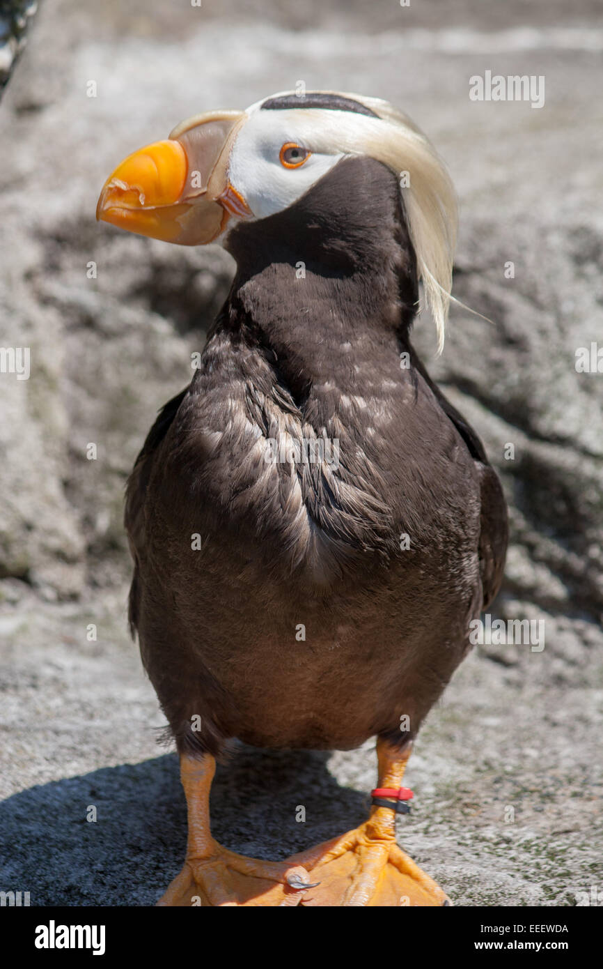 Puffins at Newport Aquarium, Oregon Stock Photo - Alamy