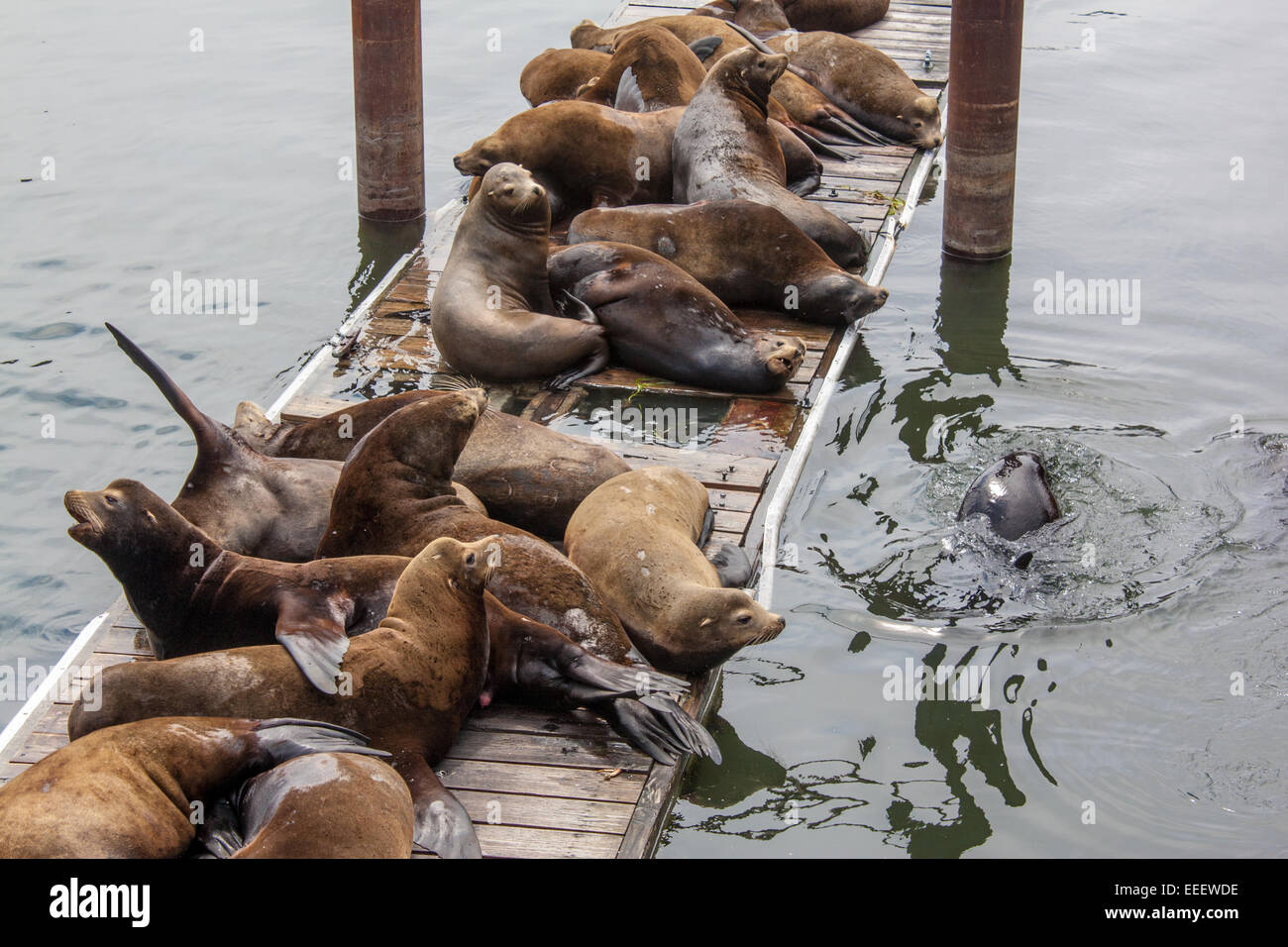 California Sea Lions resting on a dock in Newport, Oregon Stock Photo ...