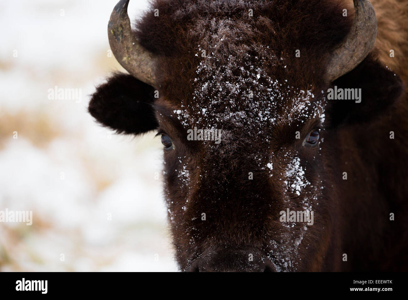 YELLOWSTONE, USA Close-up of bison (bison bison) face dusted with snow ...