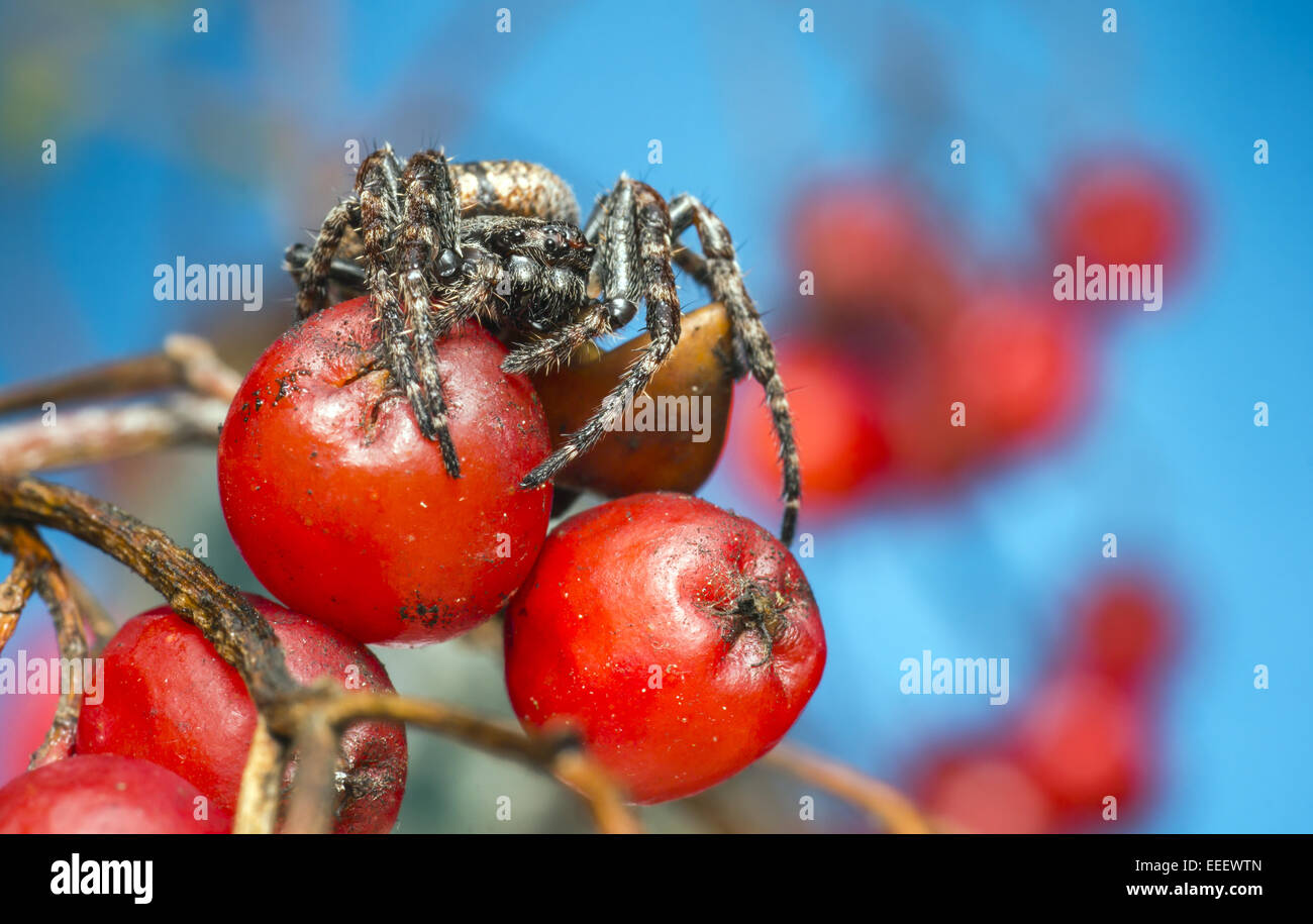 Portrait of a Grab Spider Stock Photo - Alamy