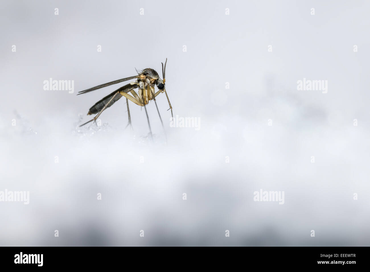 The Ice Mosquito Stock Photo - Alamy