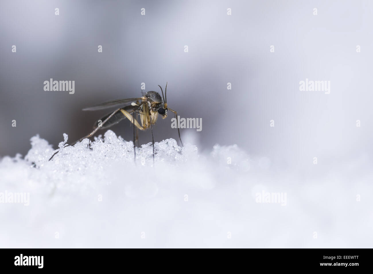 The Ice Mosquito Stock Photo - Alamy