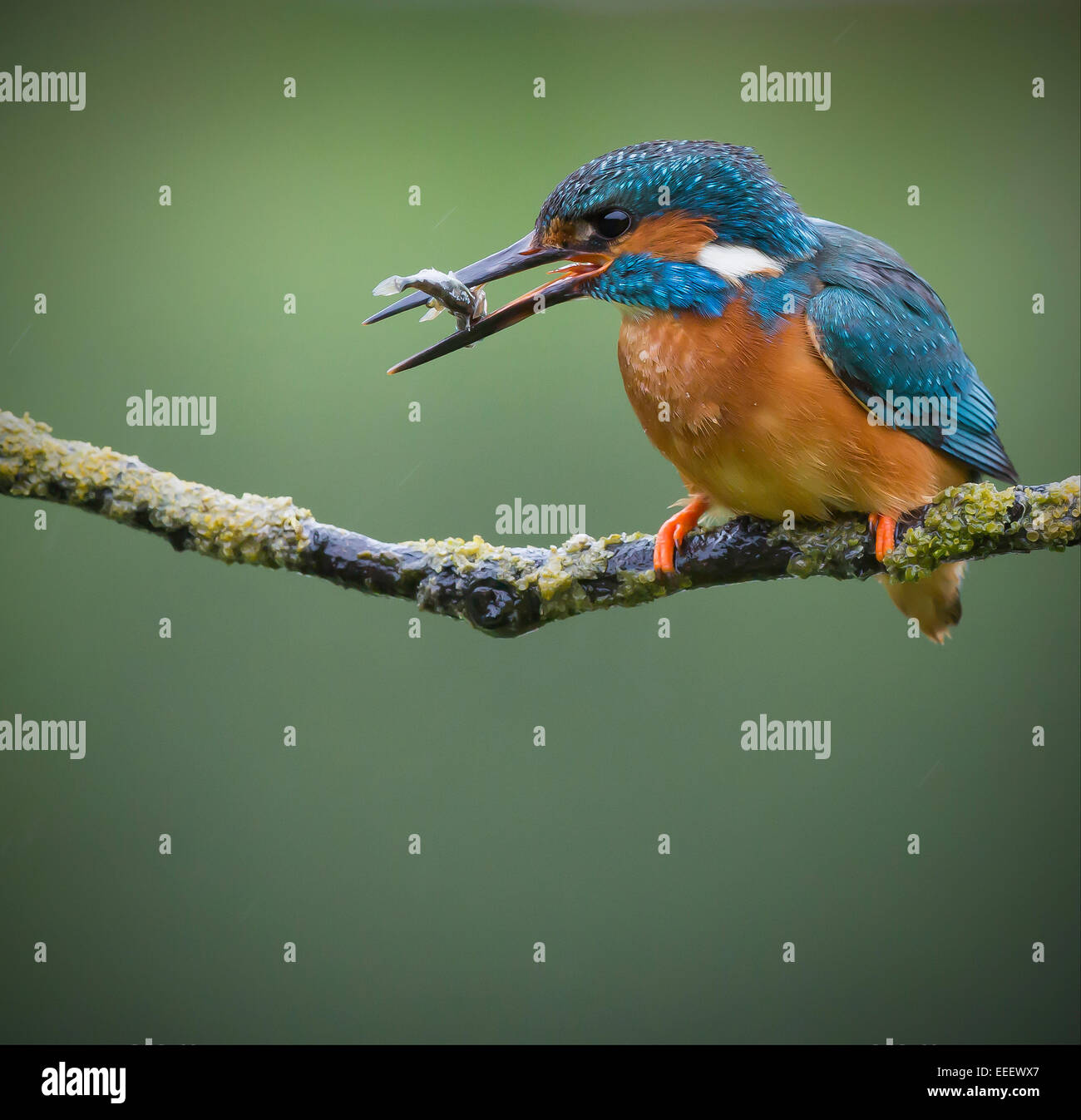 Kingfisher with fish in bill Stock Photo - Alamy