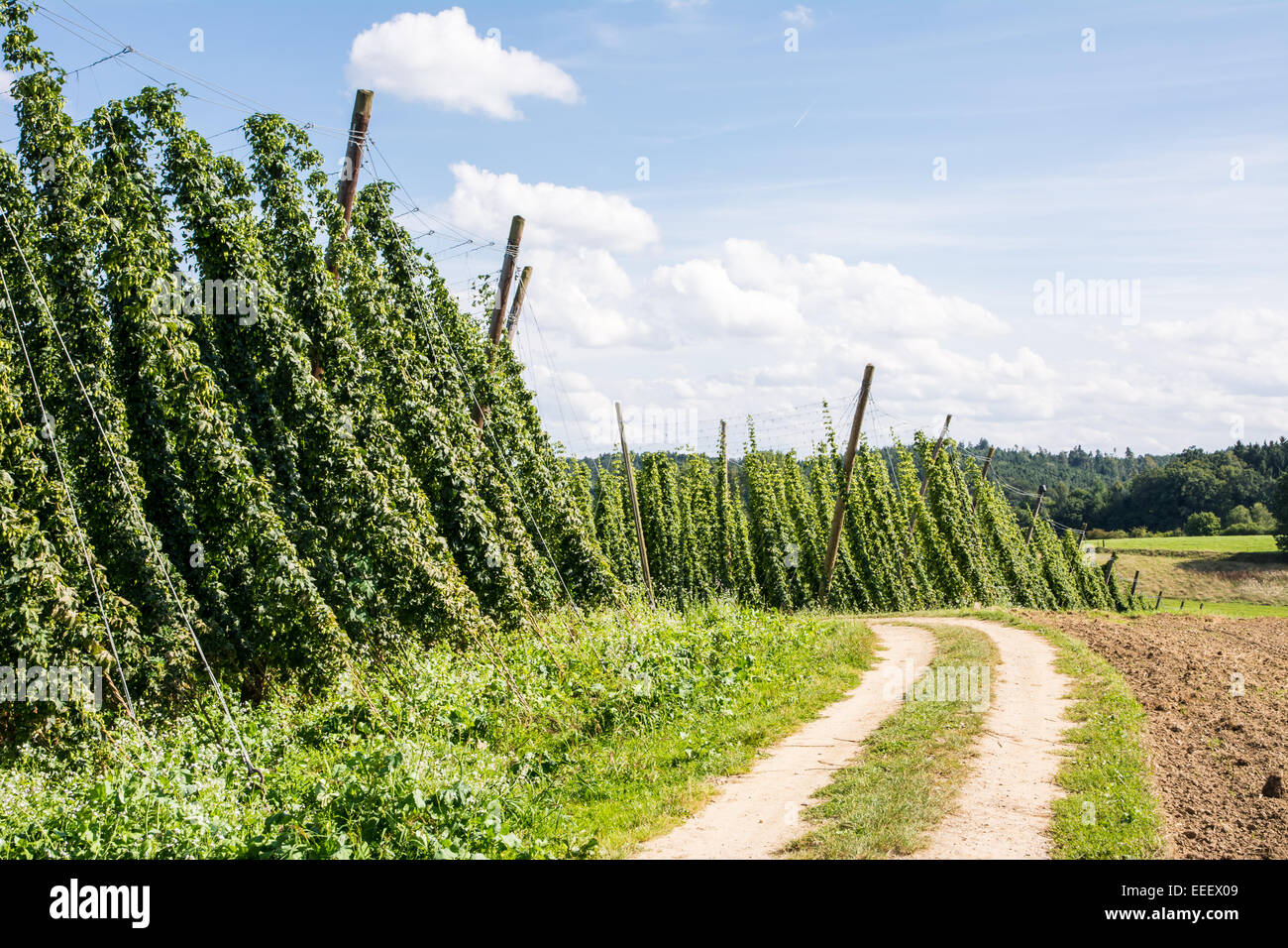 Hop farm bavaria hi-res stock photography and images - Alamy