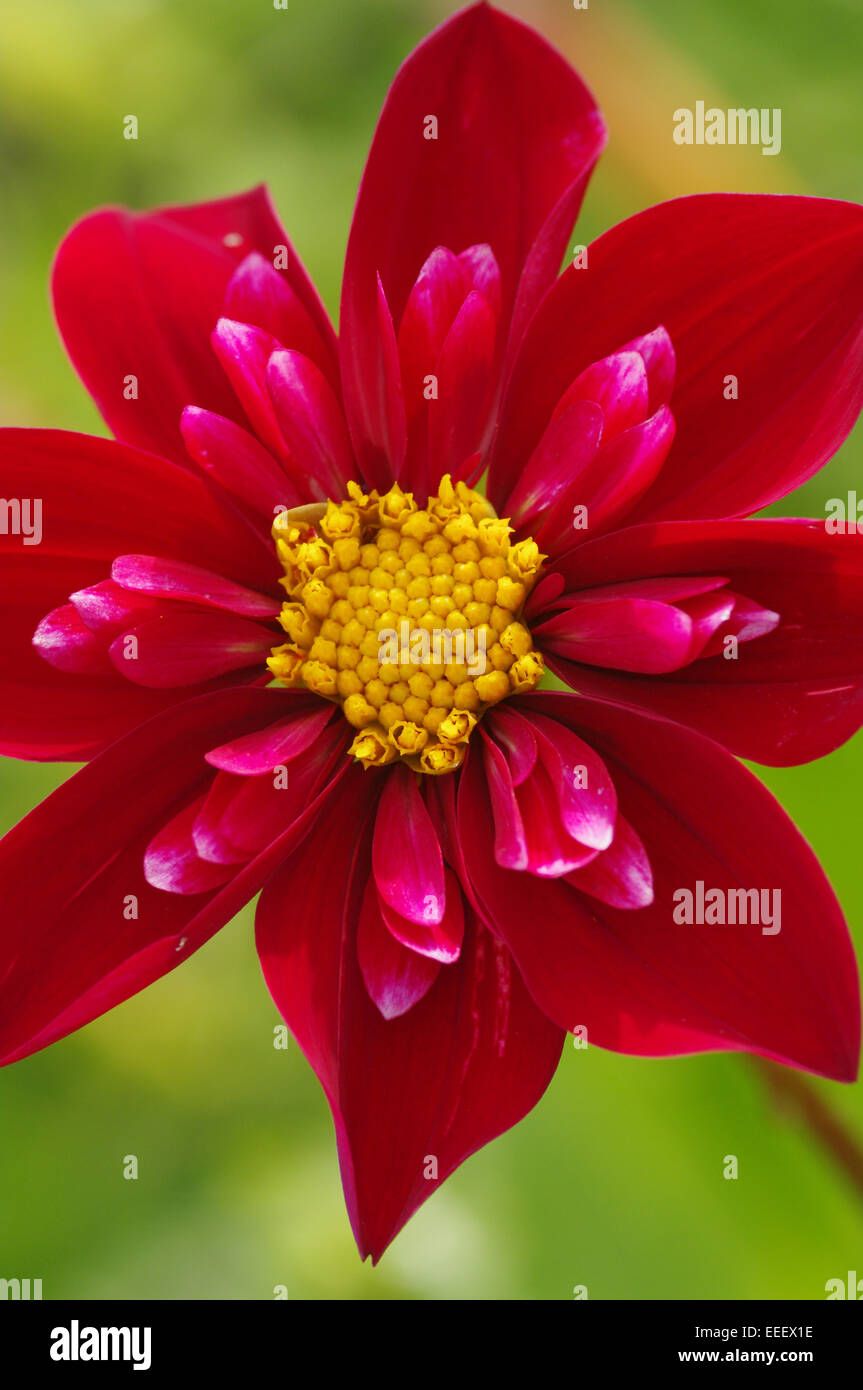 Dahlia don hill hi-res stock photography and images - Alamy