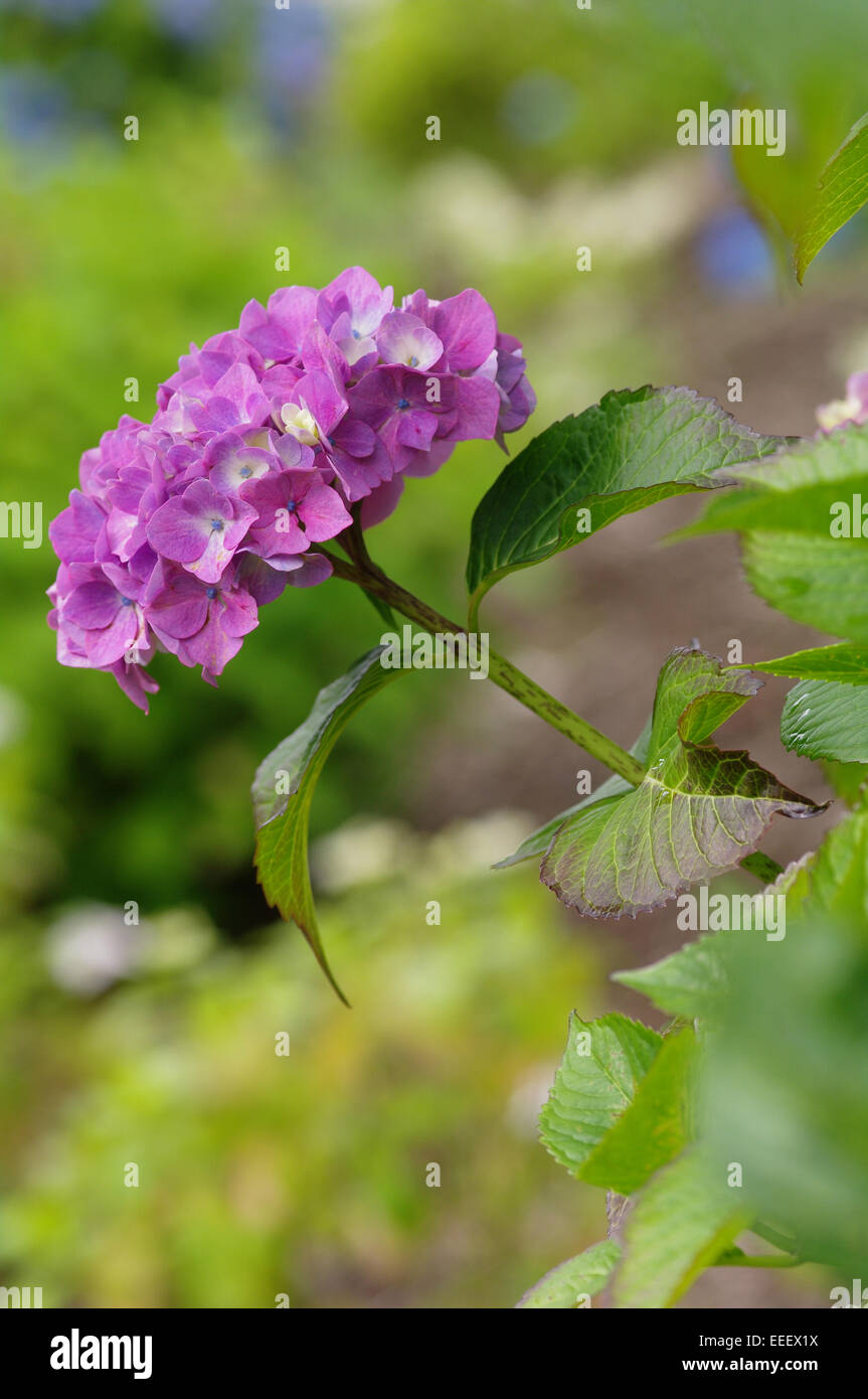 Hydrangea macrophylla BRILLIANT (m86 Stock Photo - Alamy