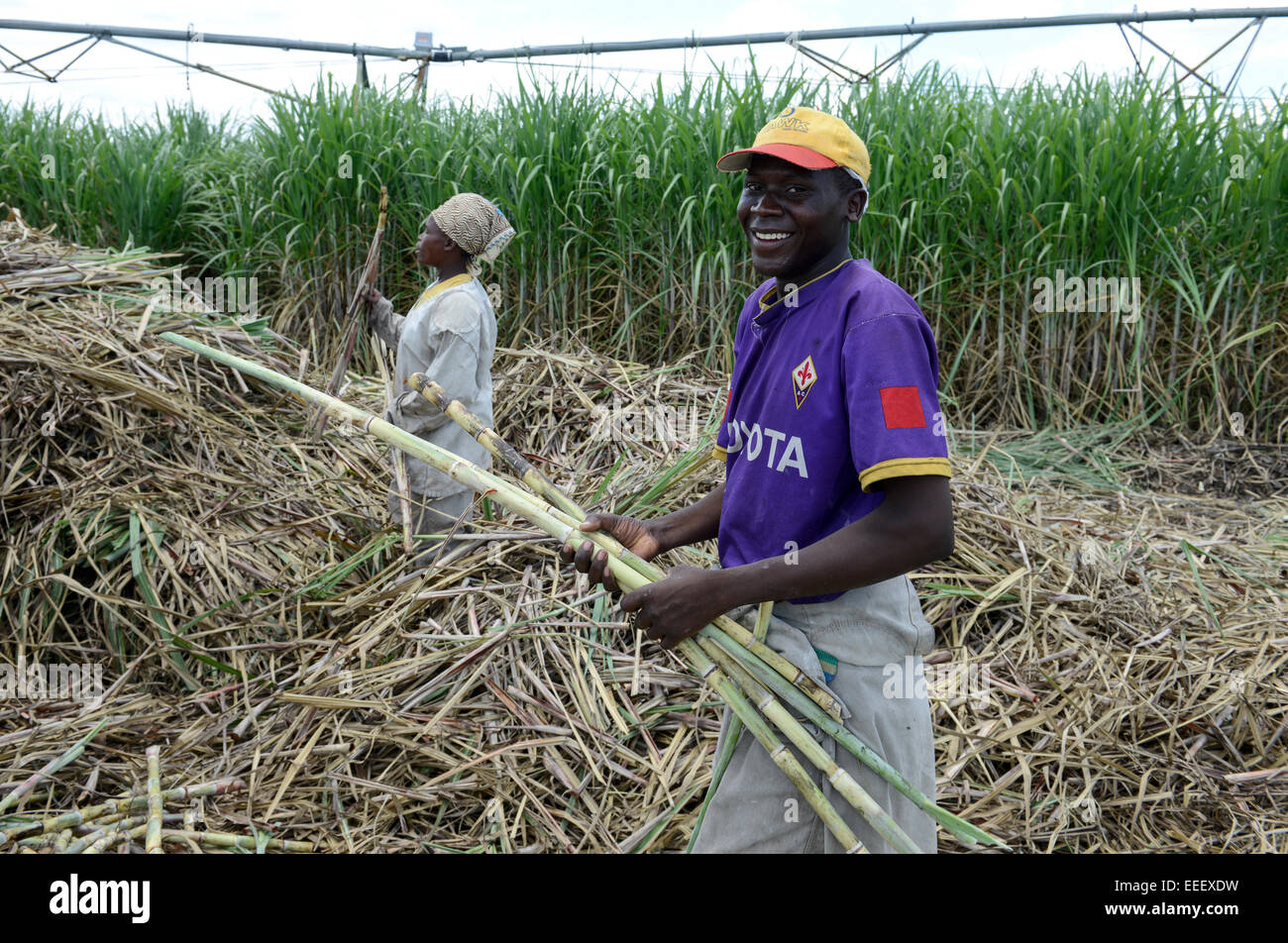 South african sugar farms hi-res stock photography and images - Alamy
