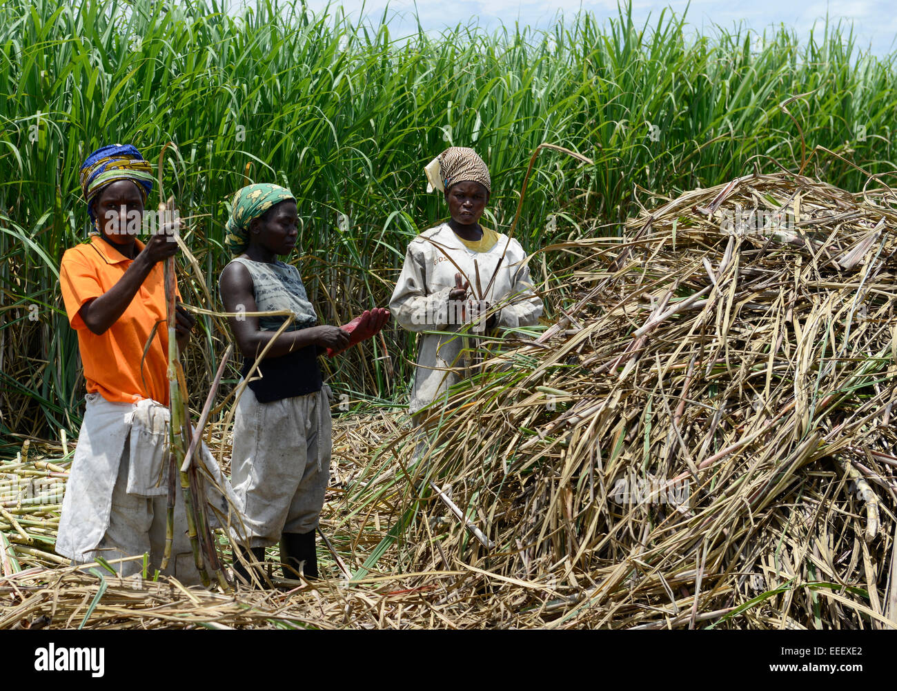 MOZAMBIQUE, Lamego, BAGC Beira agricultural growth corridor, 450 ...