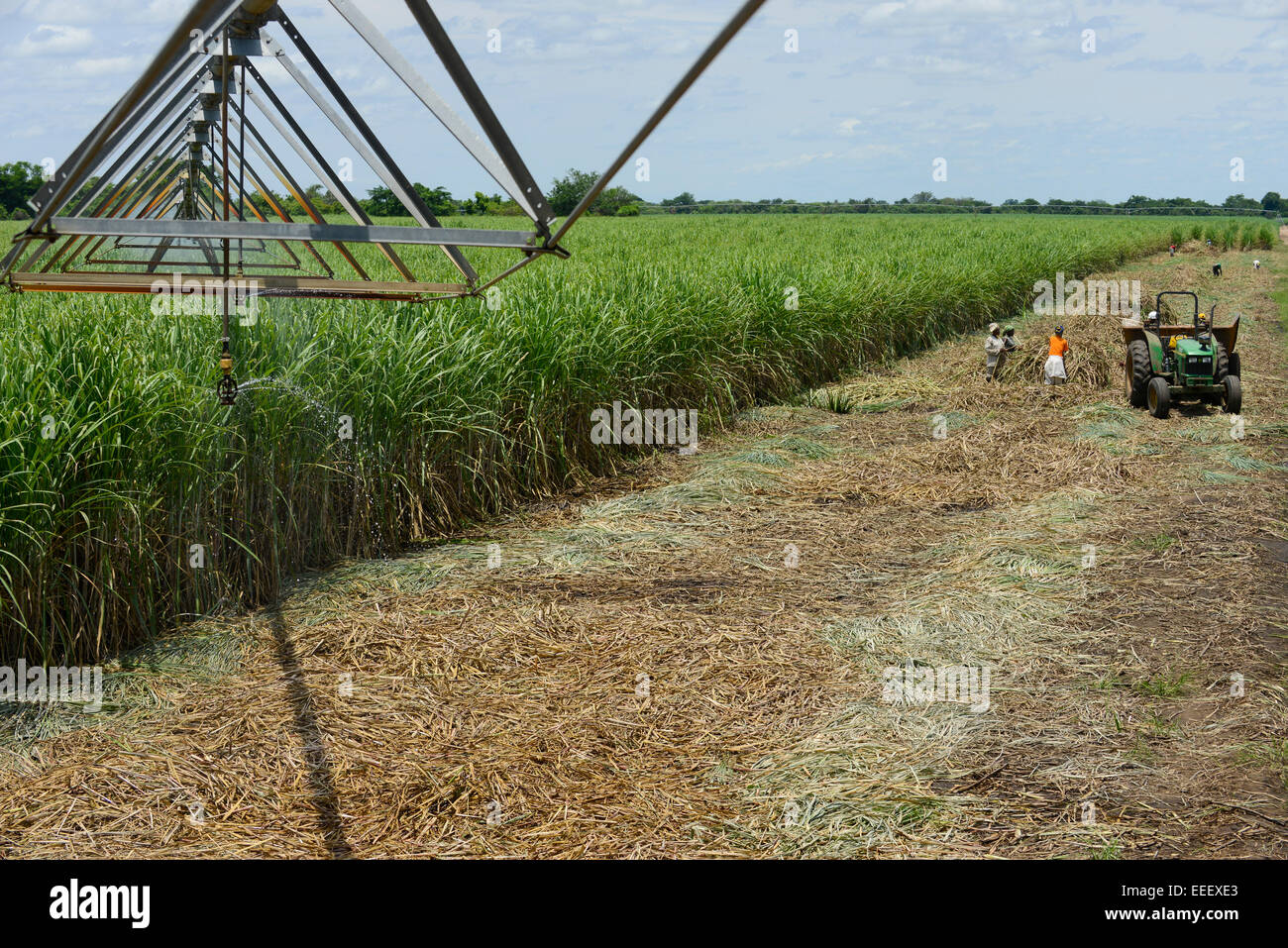 Sugar farms in south africa hi-res stock photography and images - Alamy