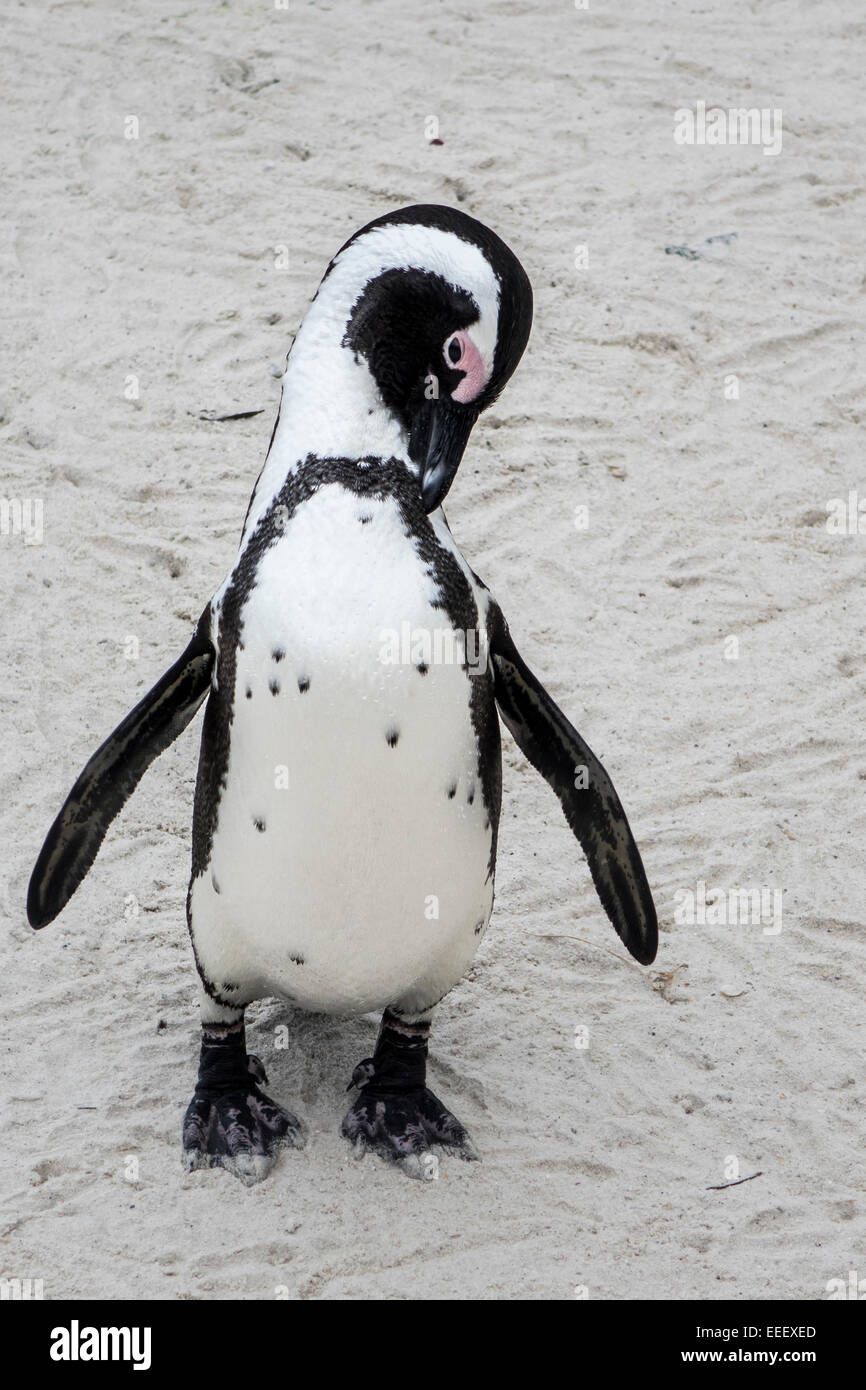 Vertical close-up of South African Penguin Stock Photo - Alamy