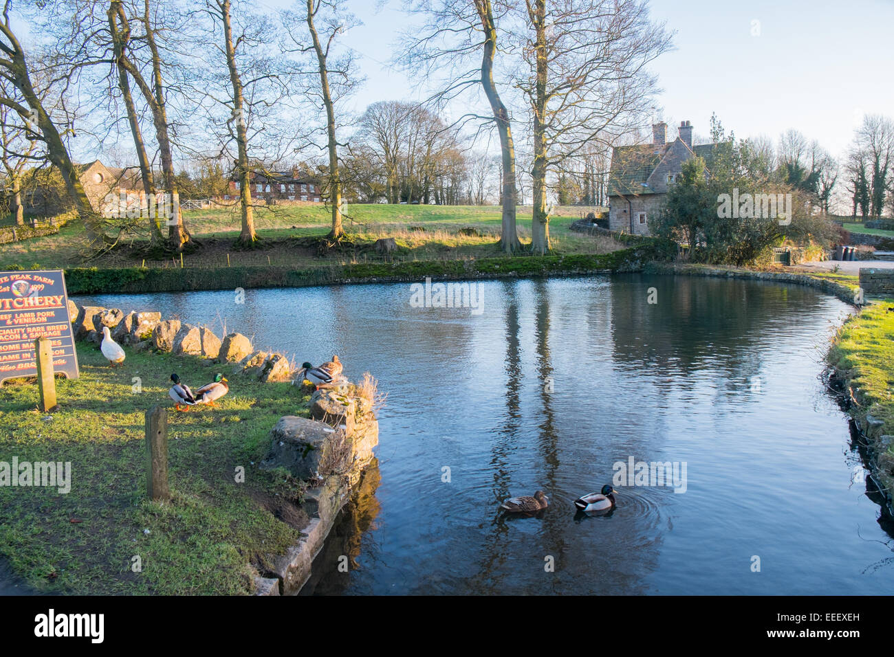 Duck pond in the english village of Tissington in Derbyshire, England ...