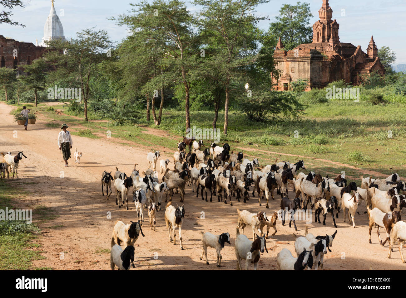 Villager herding goats near Min Nan Thu, Bagan, Myanmar. Pagodas ...