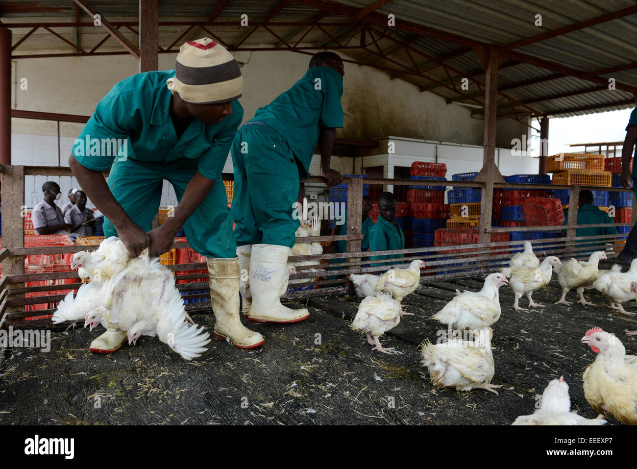 MOZAMBIQUE, Chimoio, chicken farm and slaughterhouse Agro-Pecuaria ...