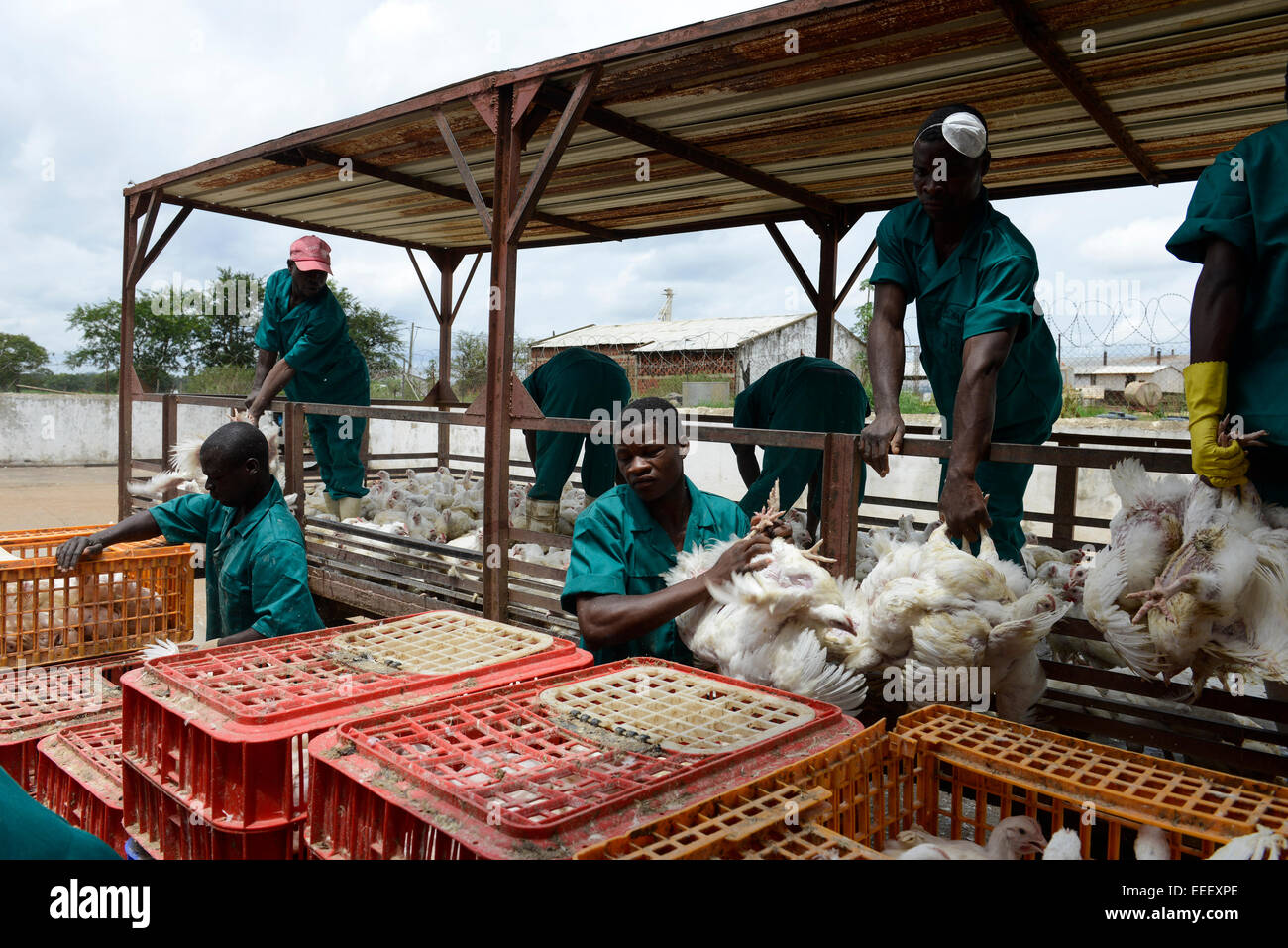MOZAMBIQUE, Chimoio, chicken farm and slaughterhouse Agro-Pecuaria ...