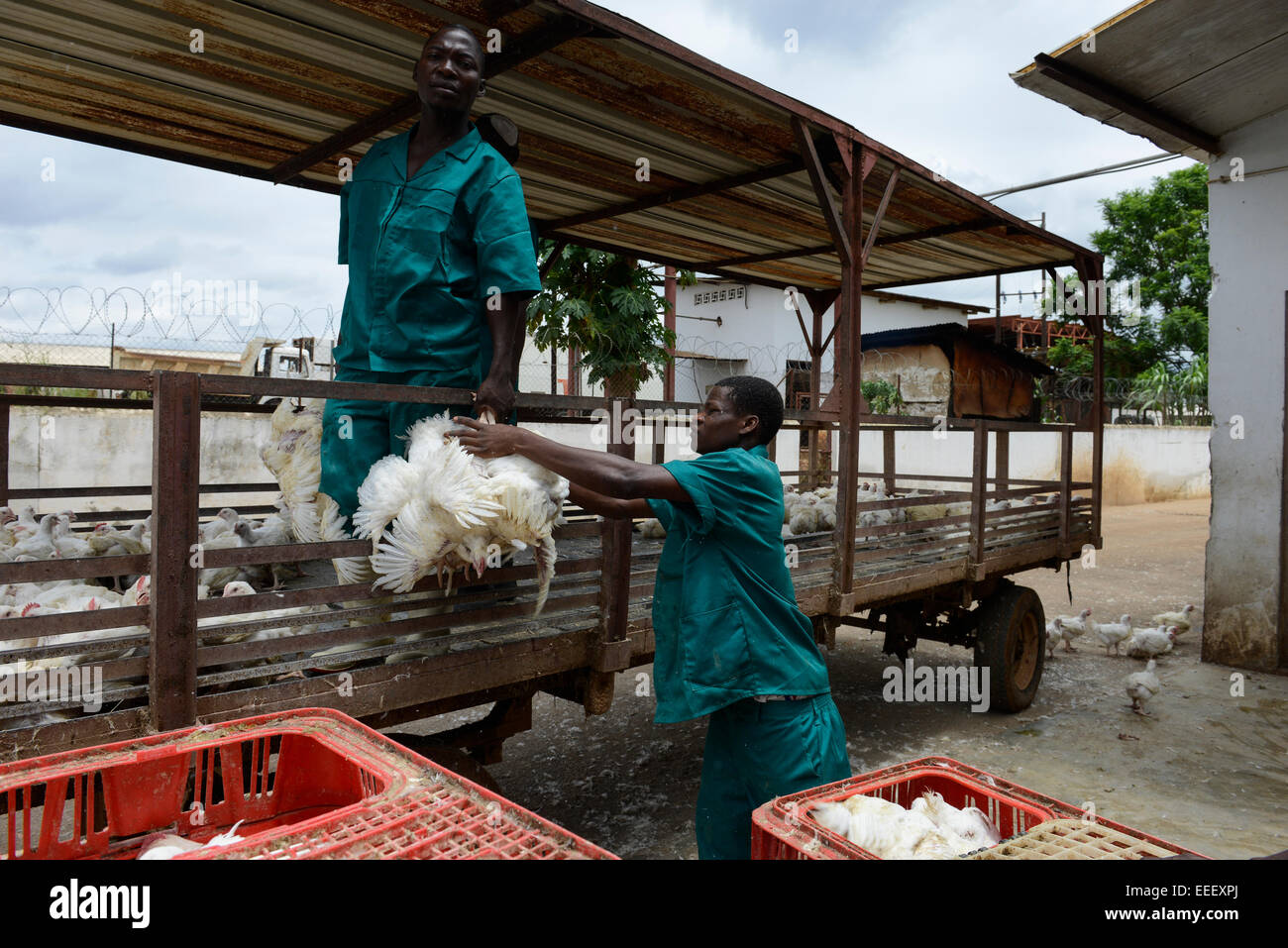 MOZAMBIQUE, Chimoio, chicken farm and slaughterhouse Agro-Pecuaria ...