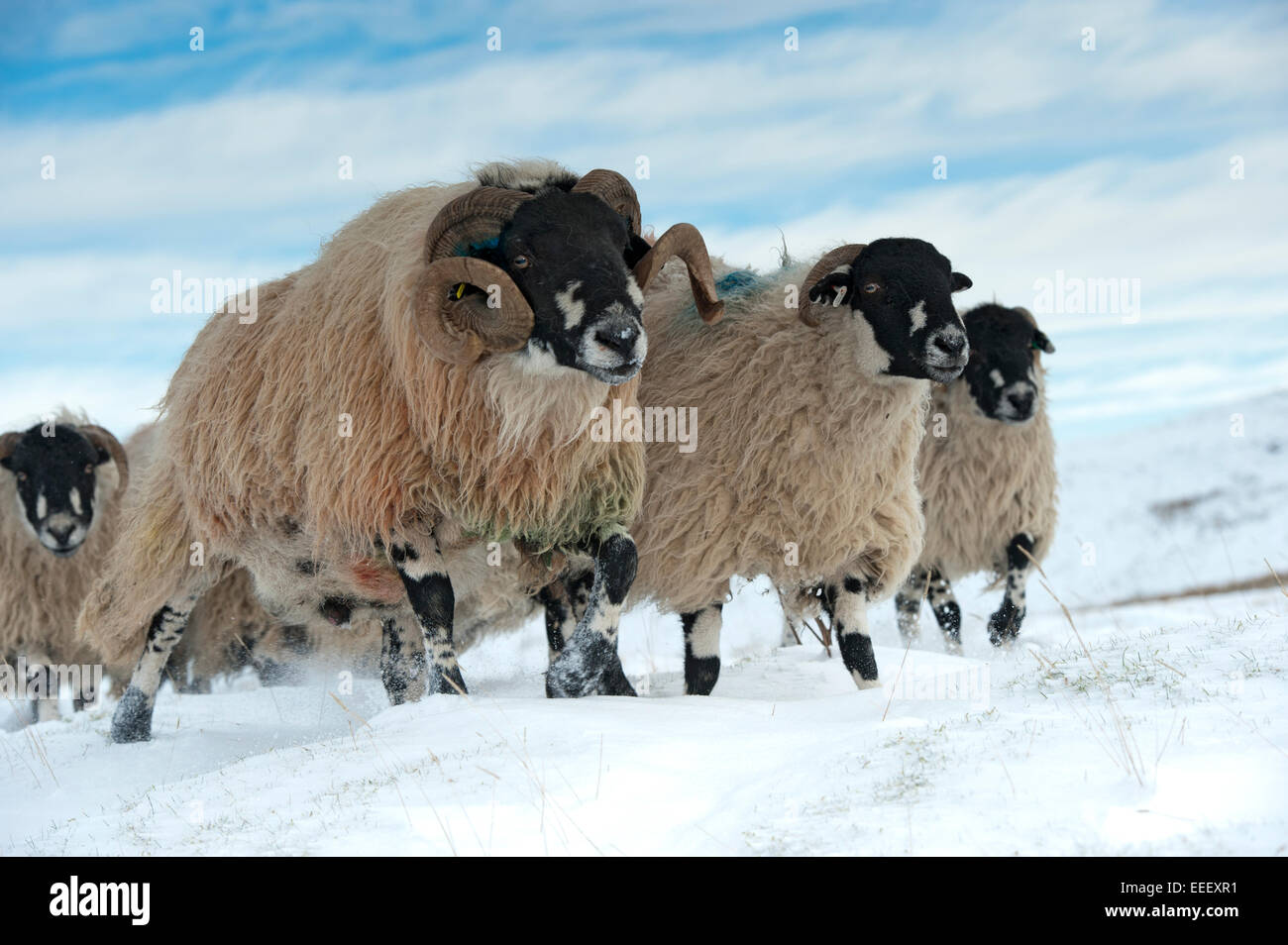 Dalesbred sheep hi-res stock photography and images - Alamy