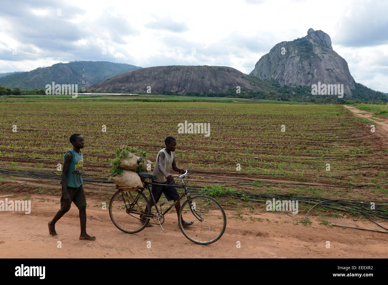 MOZAMBIQUE, Chitundo, BAGC Beira agricultural growth corridor, 1180 ...