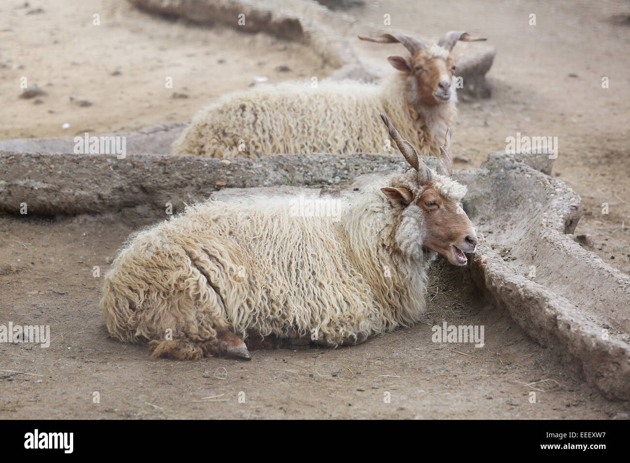 Two Wild White Goat Ibex seating Stock Photo - Alamy