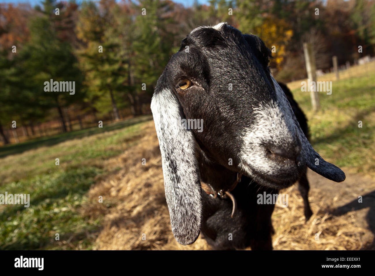 Goats at the farm and home of author and poet Carl Sandburg in Flat ...