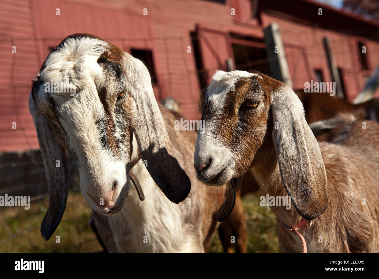 Goats at the farm and home of author and poet Carl Sandburg in Flat ...