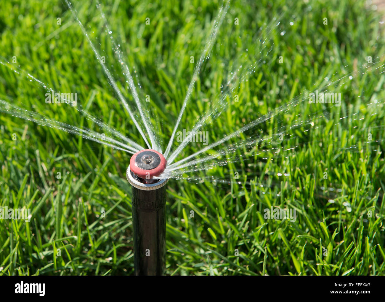 Sprinkler head spraying water hi-res stock photography and images - Alamy