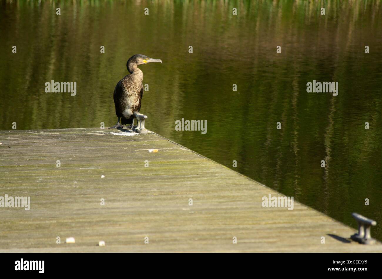 Cormorant at Firhill Basin on the Forth and Clyde Canal in Glasgow ...