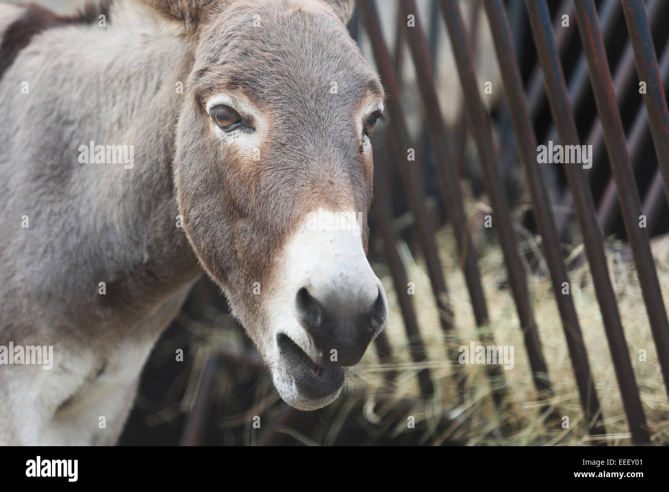Wild Donkey eating Stock Photo - Alamy