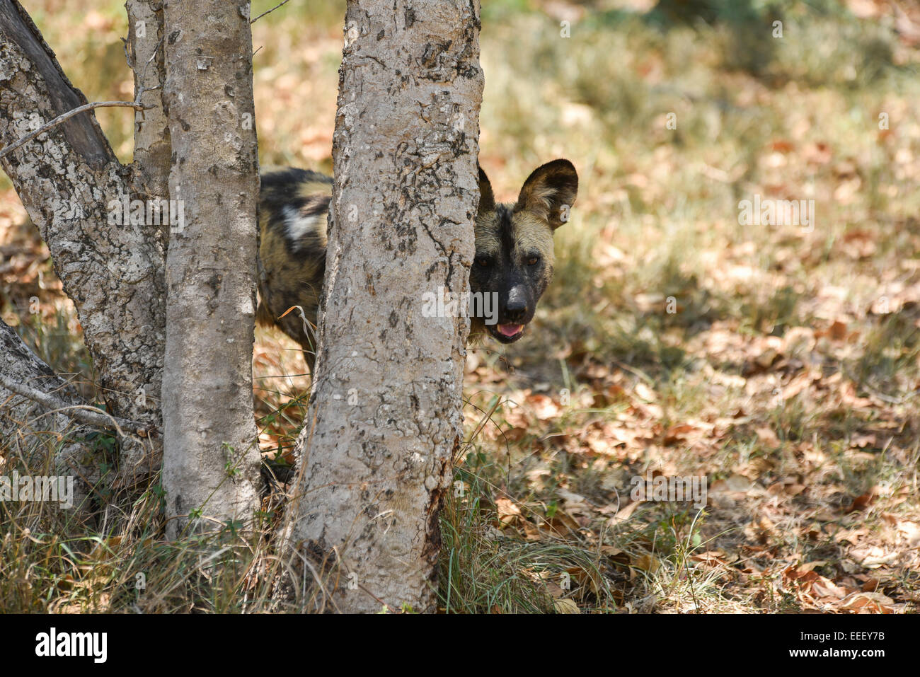Dog shade tree hi-res stock photography and images - Alamy