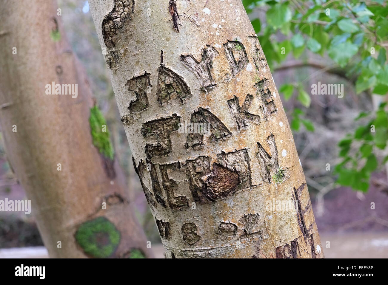 Names carved into the side of a tree several years ago 16th January ...
