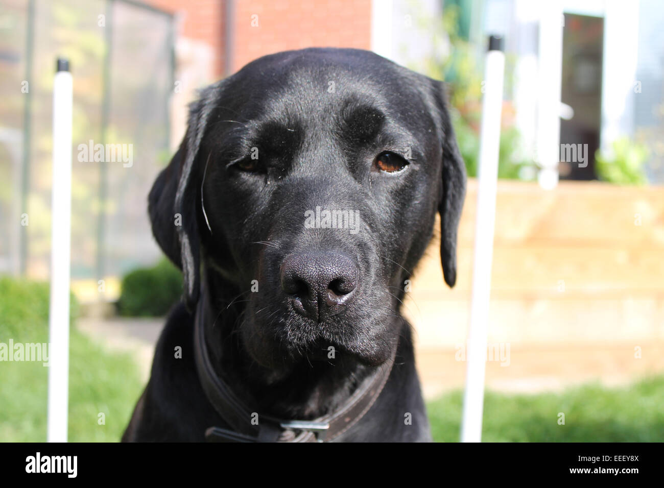 Labrador agility hi-res stock photography and images - Alamy