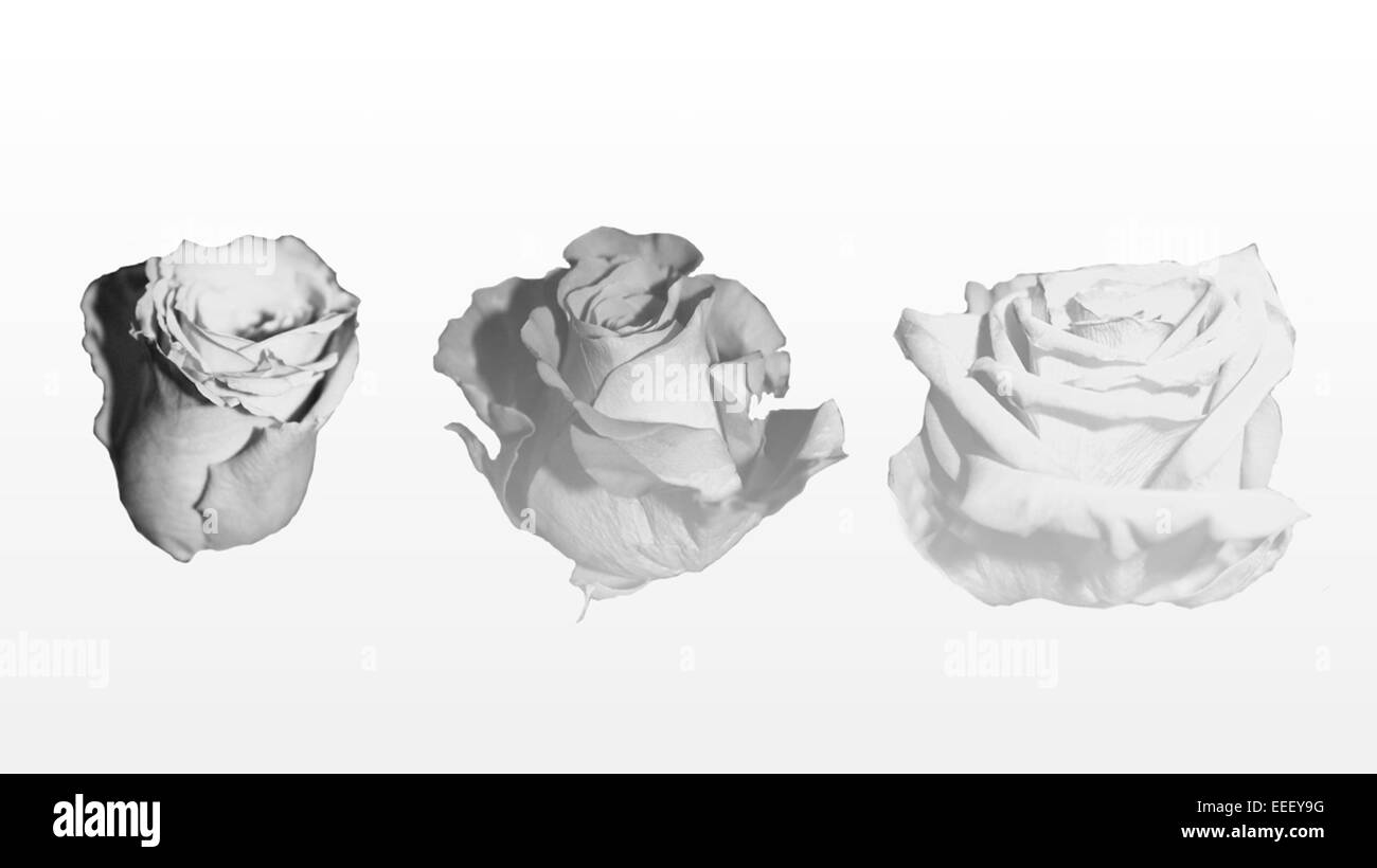Rose in various stages of life Stock Photo - Alamy