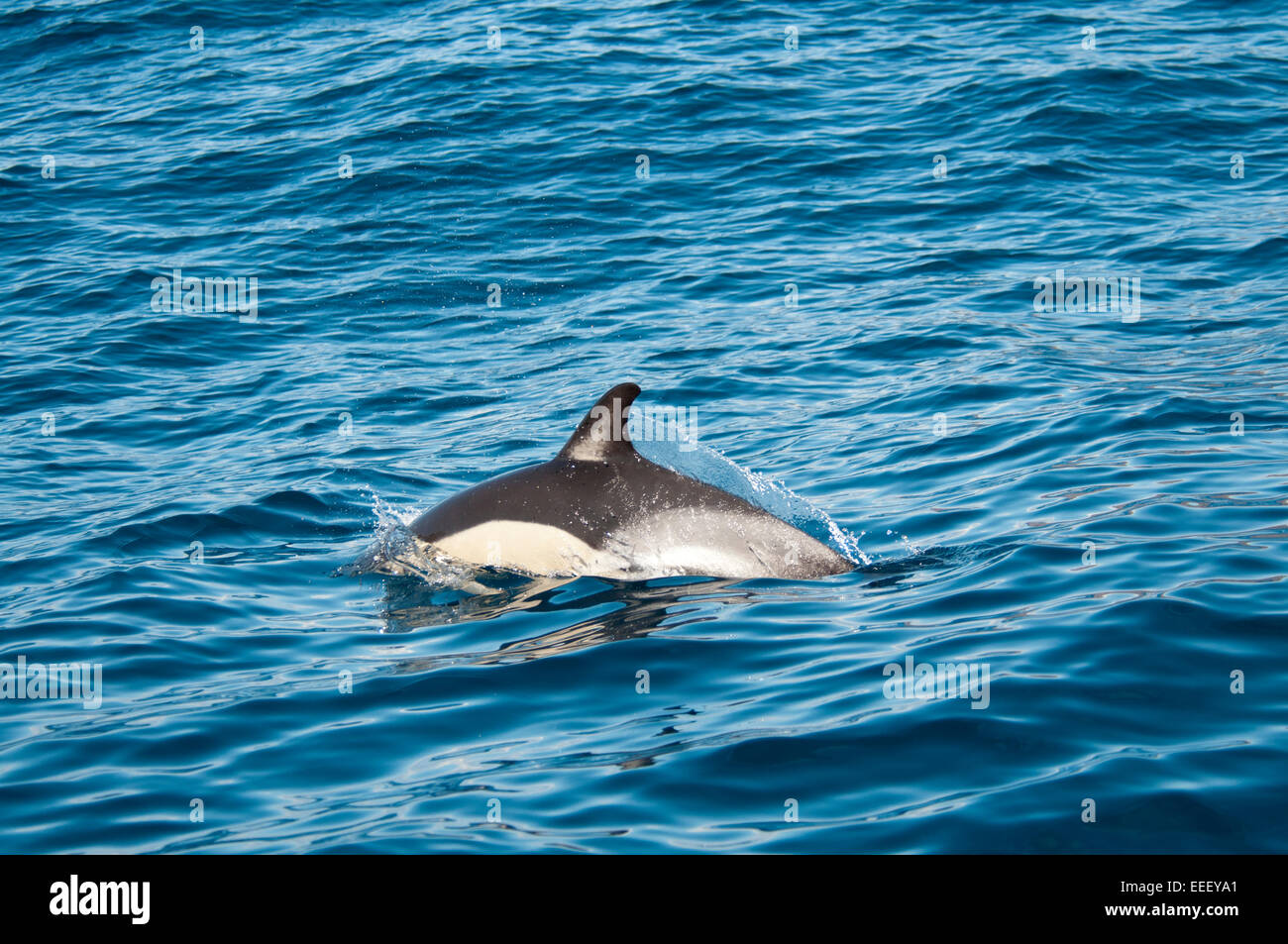A Short-beaked Common Dolphin swims west of La Palma in the Atlantic ...