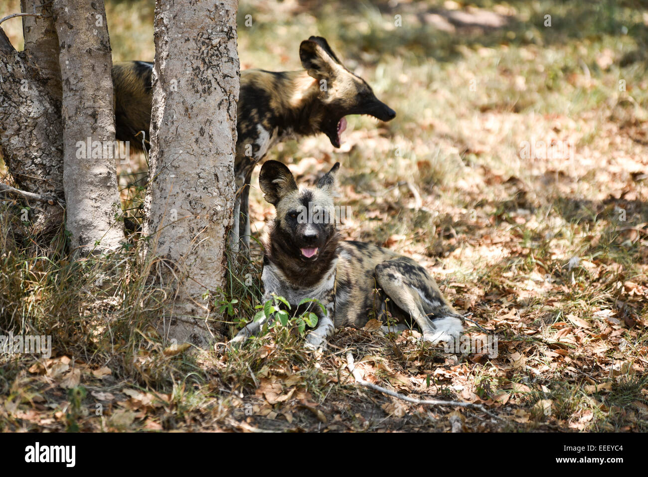 wild dogs relaxing under a tree in the shade Stock Photo - Alamy
