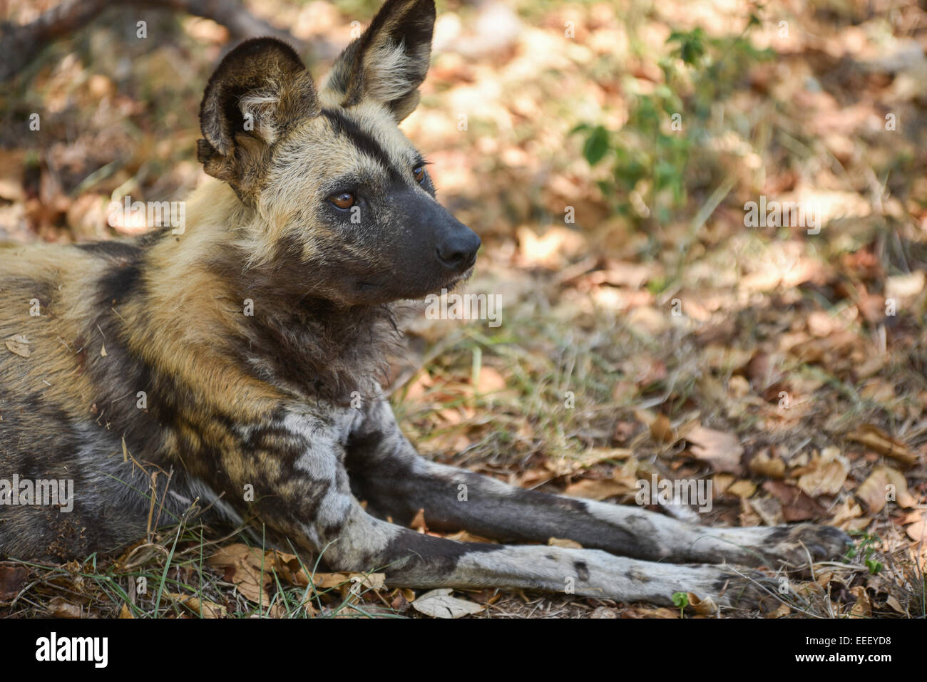 wild dogs relaxing under a tree in the shade Stock Photo - Alamy