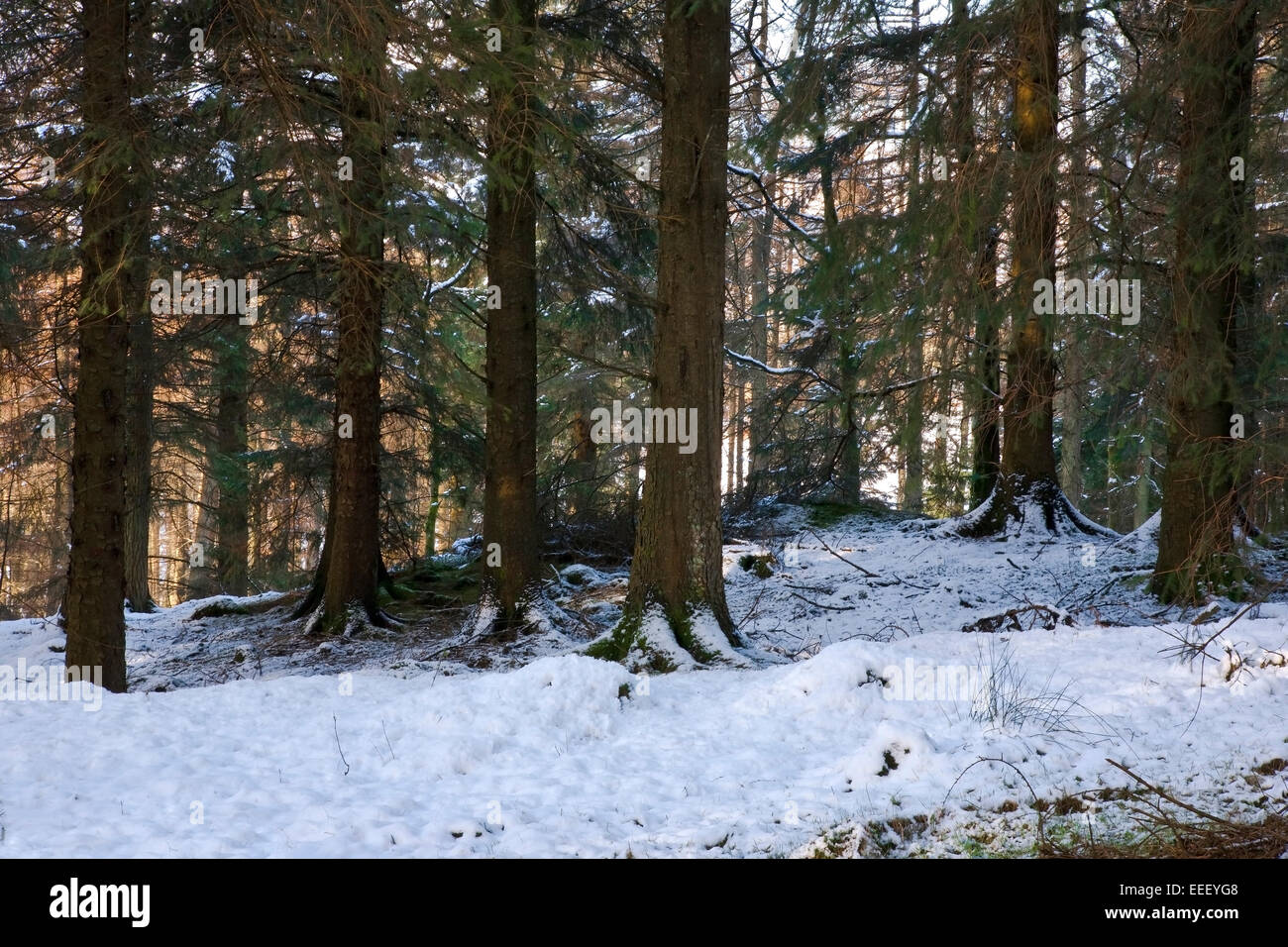Snow dappled woodland, Lake District, England UK Stock Photo - Alamy