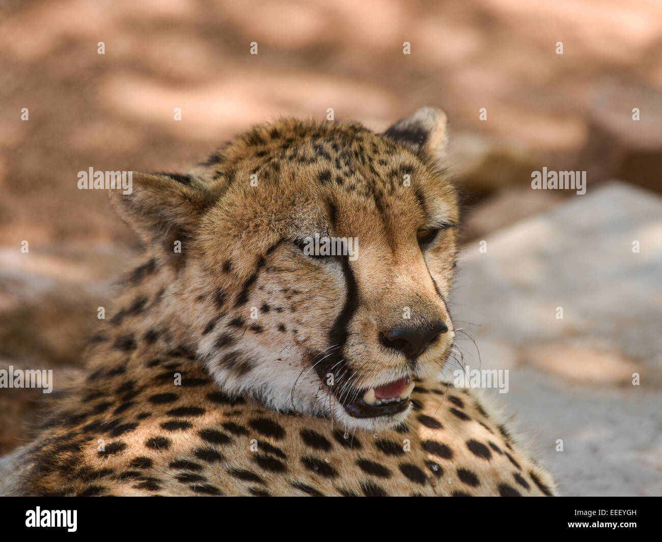 Cheetah relaxing in the shade Stock Photo - Alamy