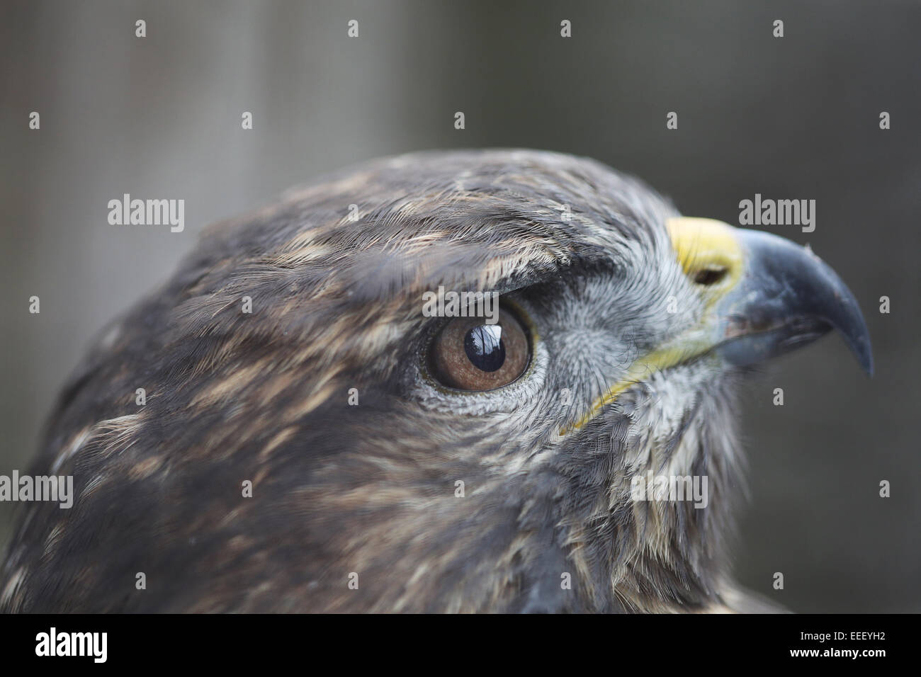Closeup Eyes Of The Golden Eagle Stock Photo - Alamy