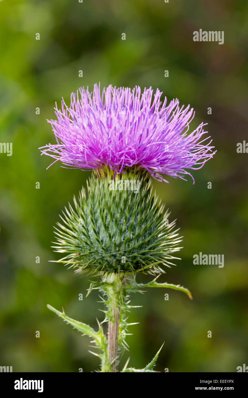 Birds in thistle hi-res stock photography and images - Alamy