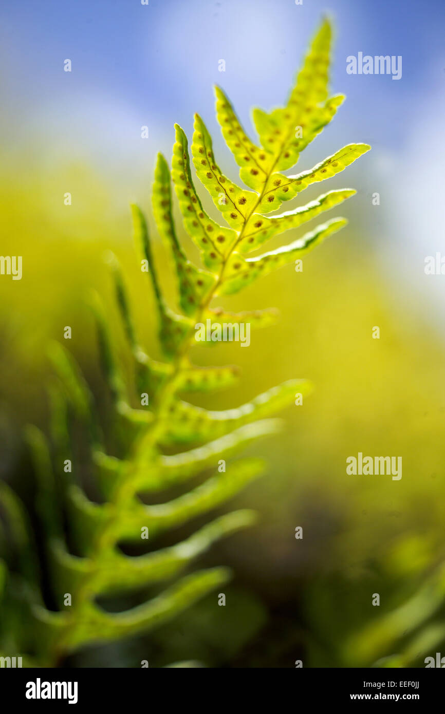 Tender fern hi-res stock photography and images - Alamy
