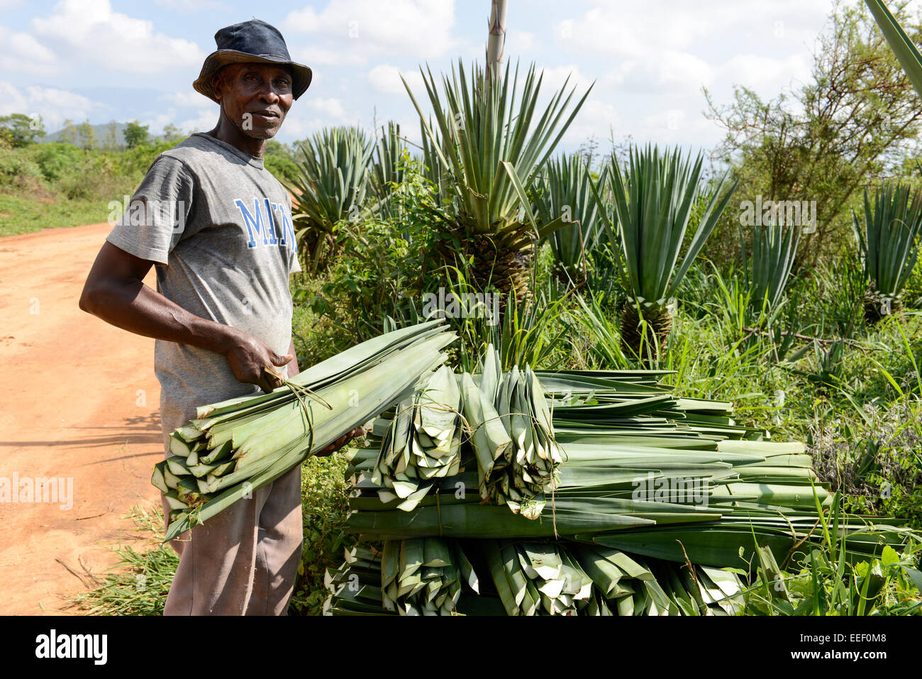 Sisal plantation in tanzania africa hi-res stock photography and images ...
