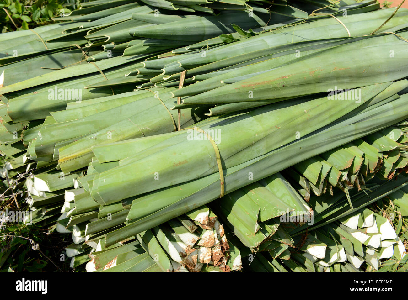 TANZANIA, Tanga, Korogwe, Sisal plantation in Kwalukonge, farm worker ...